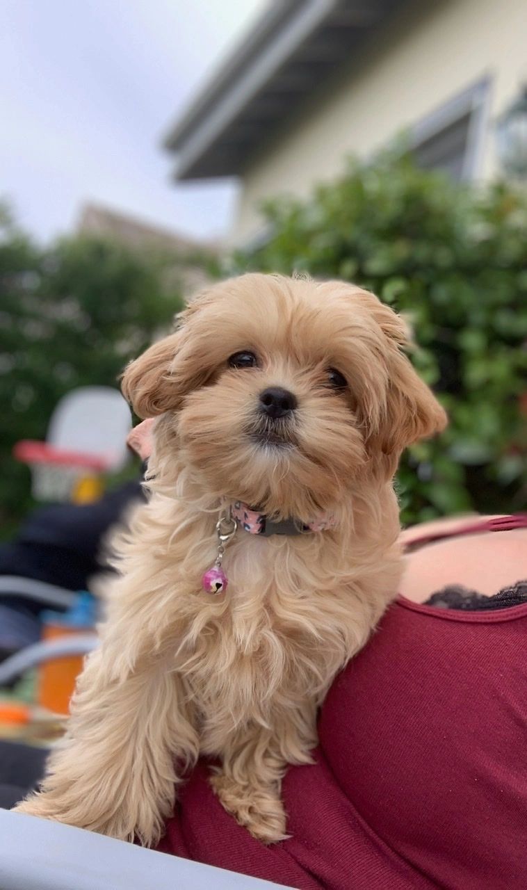What Is A Shih Poo Puppies