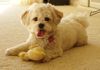 TimberCreek Puppies - Puppy, Puppies,Shihpoo Puppies for Sale ...