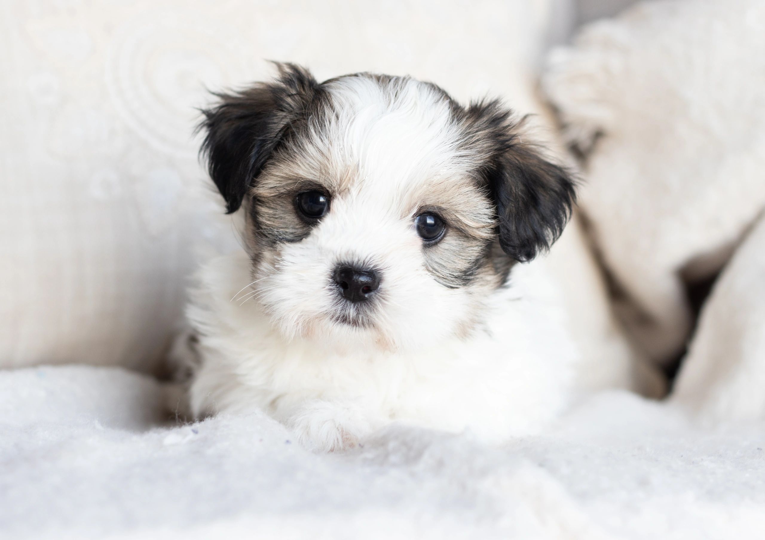 How Much Does A Shichon Puppy Cost