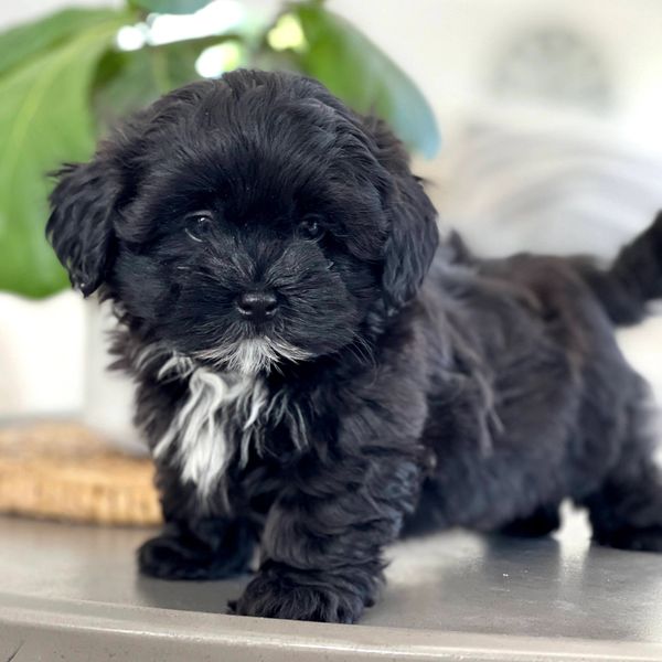 TimberCreek Puppies - Shichon, Shihpoo, Maltipoo