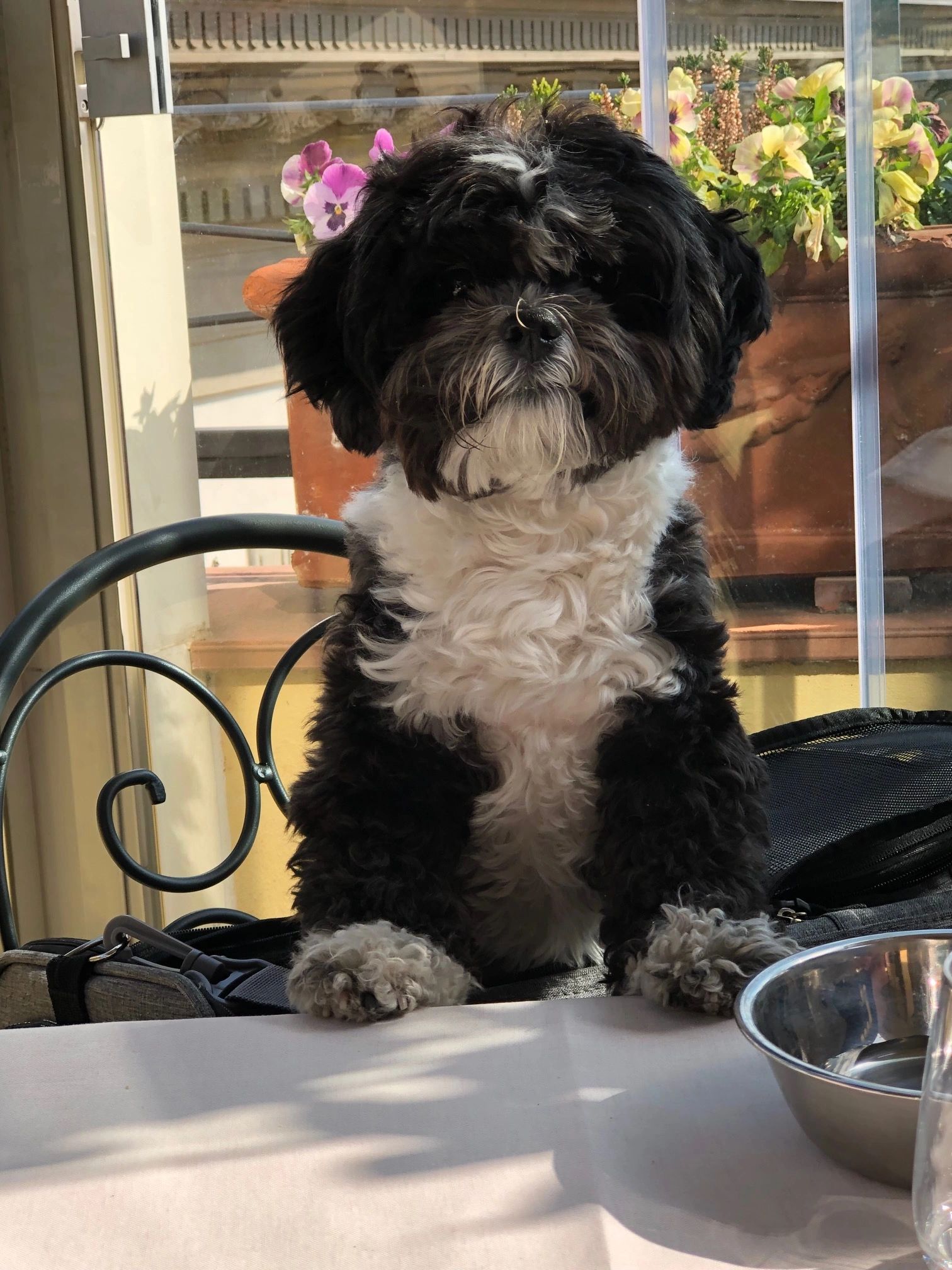 Shichon Black And White