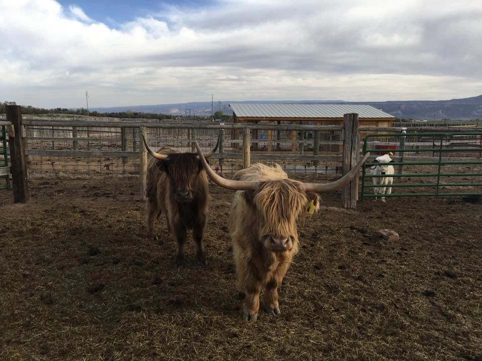 Hollys Highlands - Miniature Cows, Highland Cows, Scottish Highlands