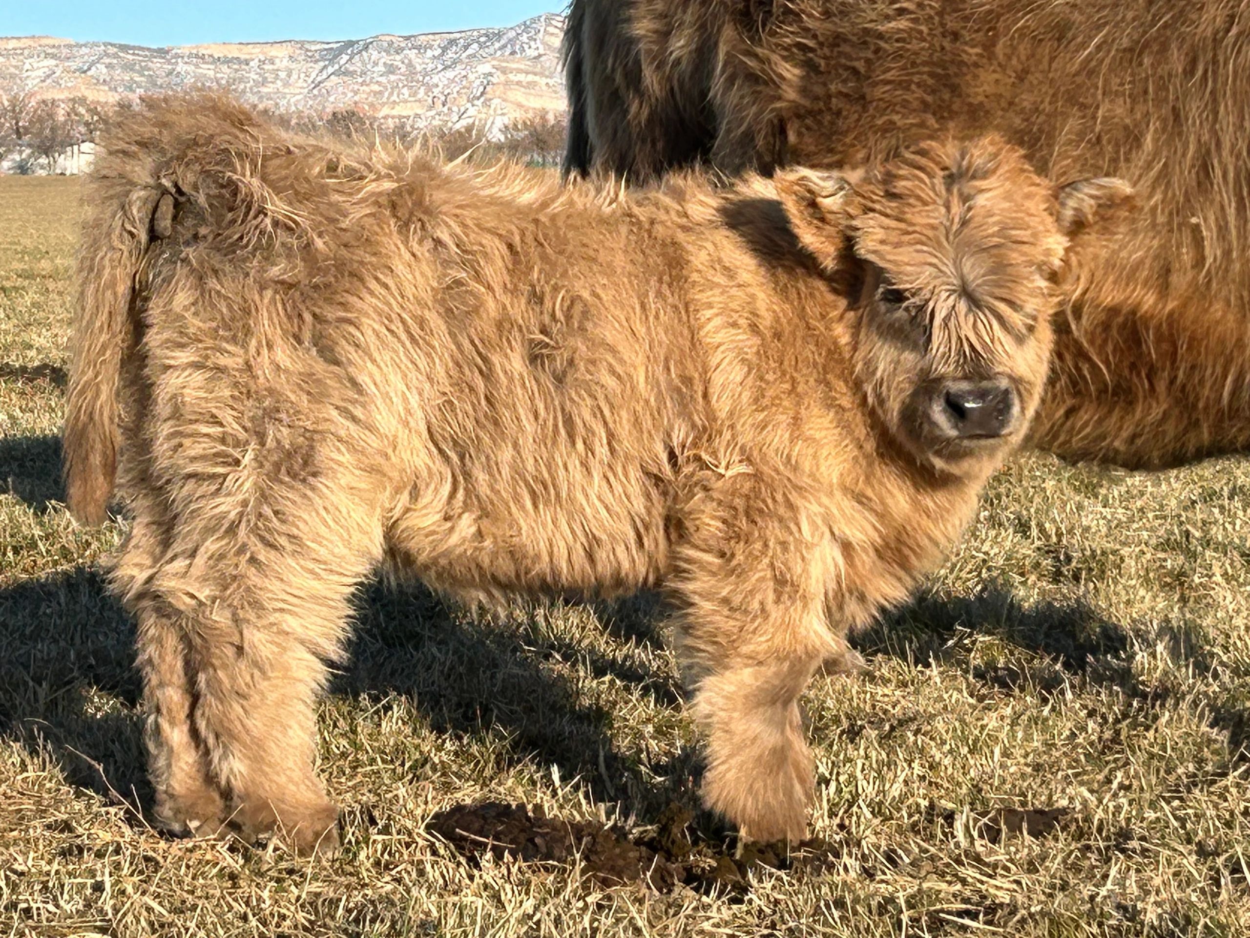 Mini Belted Galloways