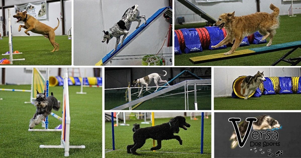 What Is Dog Agility Training