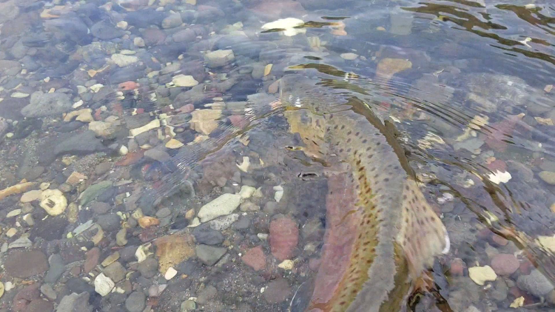 Buy High-Quality Fly Fishing Gear at Madfins