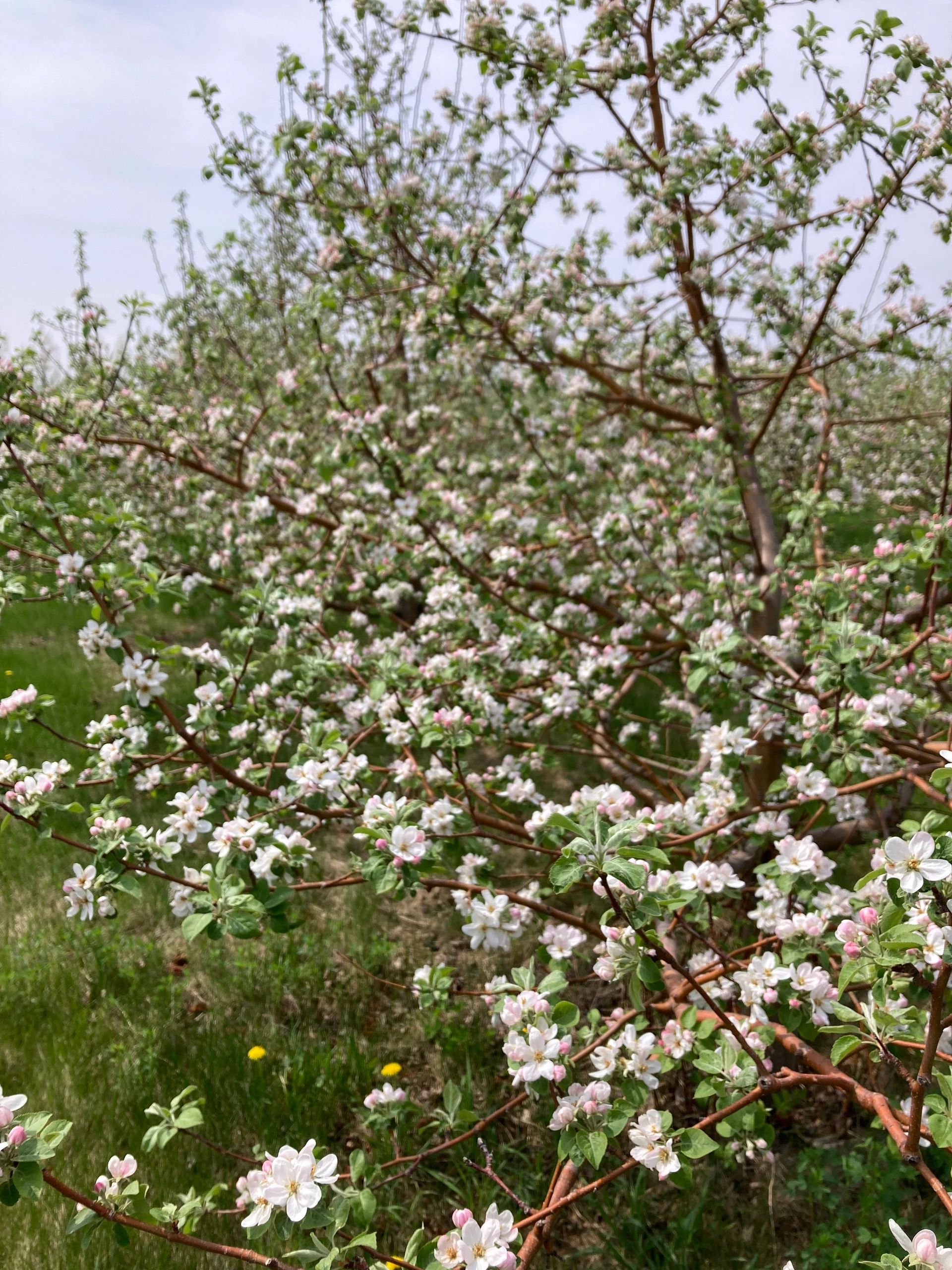 Little Sioux Orchard - Apple Orchard in Okoboji - Milford, Iowa