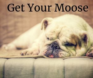 Home [getyourmoose.com]