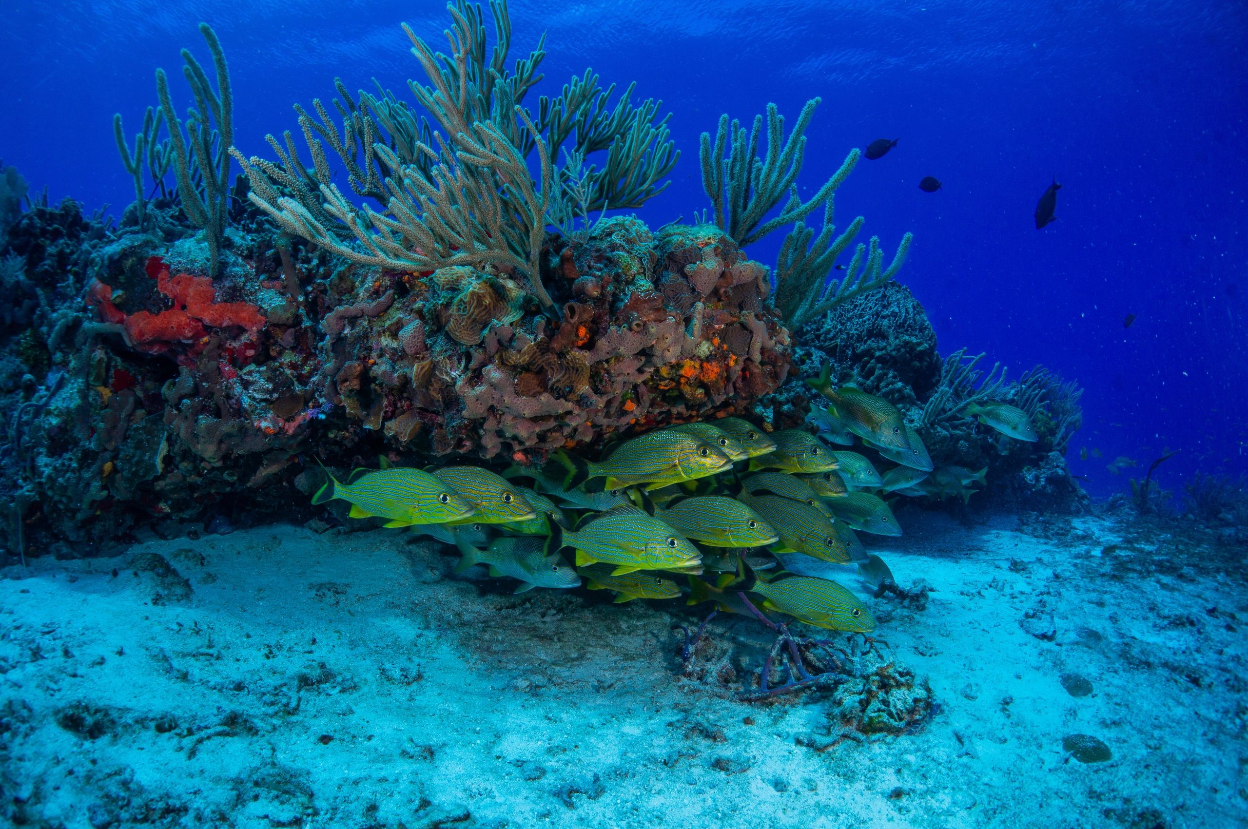 Adventure Sports Inc.