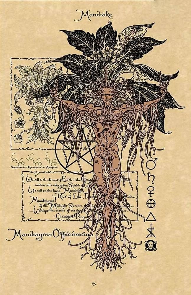 100% Pure Magickal MANDRAKE Mandragora Officinarum Dried Roots Bulgaria ...