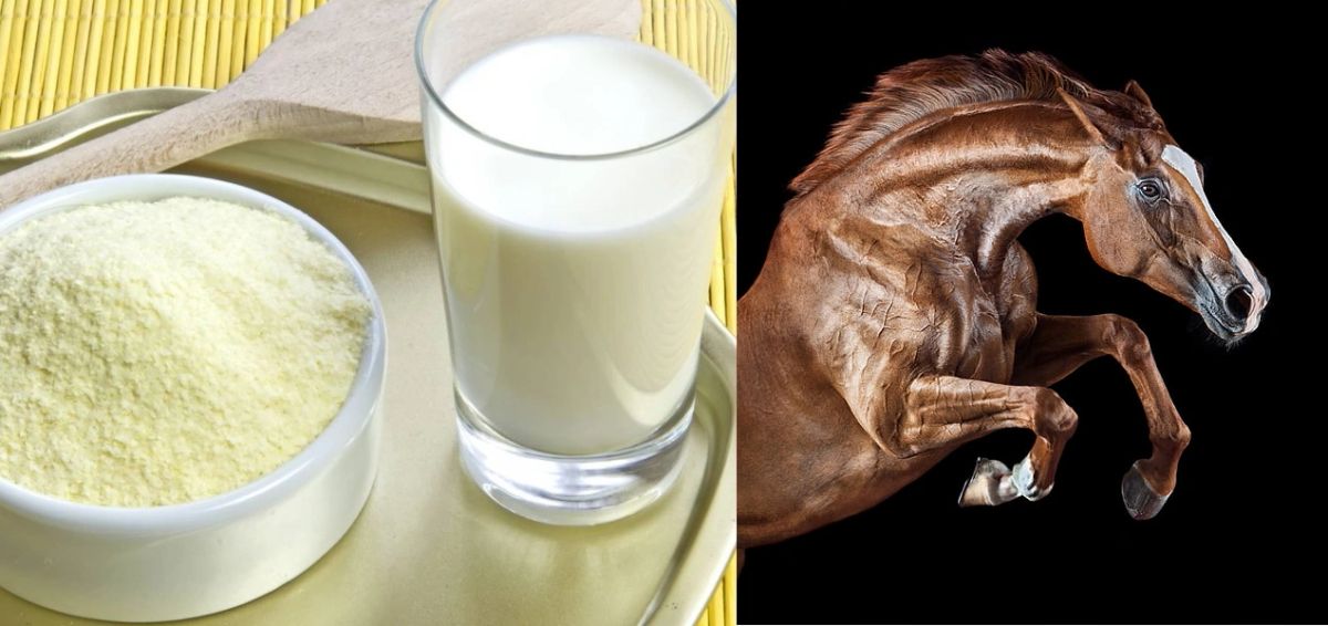 100% Pure HORSE MILK Mare's Milk POWDER for BODYBUILDING POWER STRENGTH ...