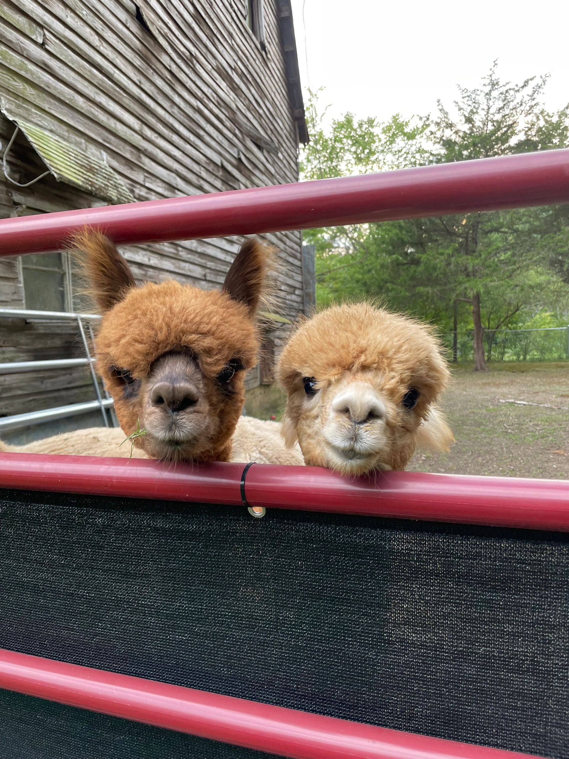 Farm and Fleece - Alpaca Farm, Alpaca Products, Agritourism