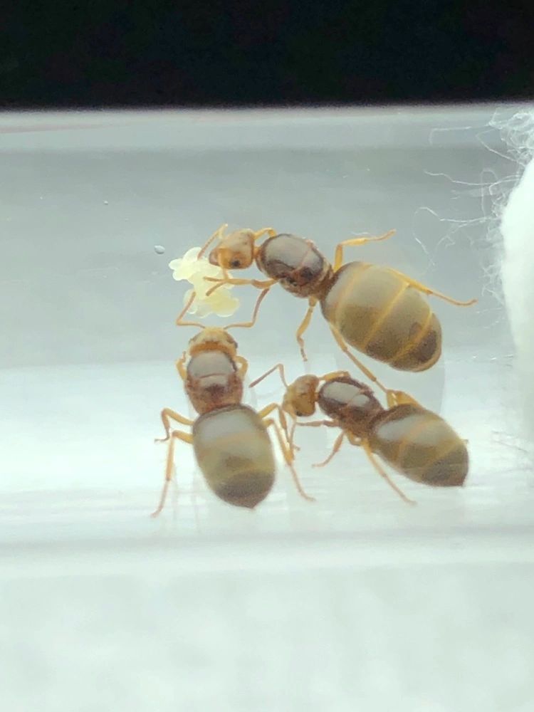 Young Triple Yellow Ant Queens With Brood