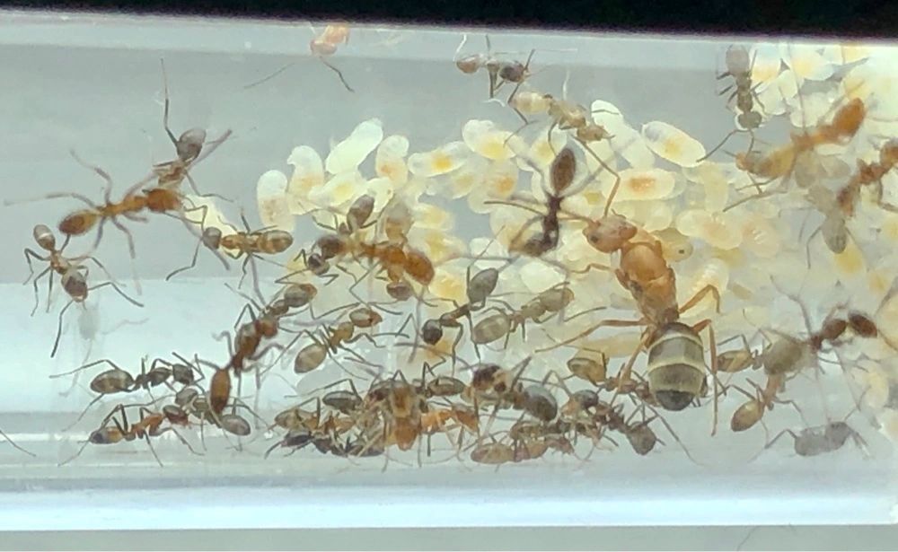 Larger Pyramid Ant Colony 50+ Workers. READY FOR A MY ANTICS STARTER KIT