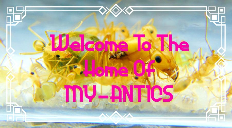 My Antics - Buy Queen Ant, Buy Ant Colony, Buy Queen Ant, Hobby Shop