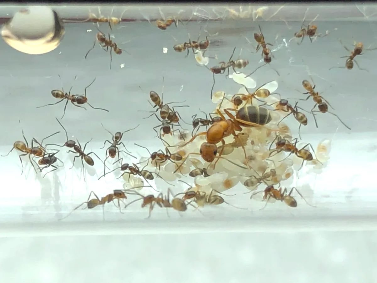 Larger pyramid ant colony 20-40 workers ready for a starter kit!