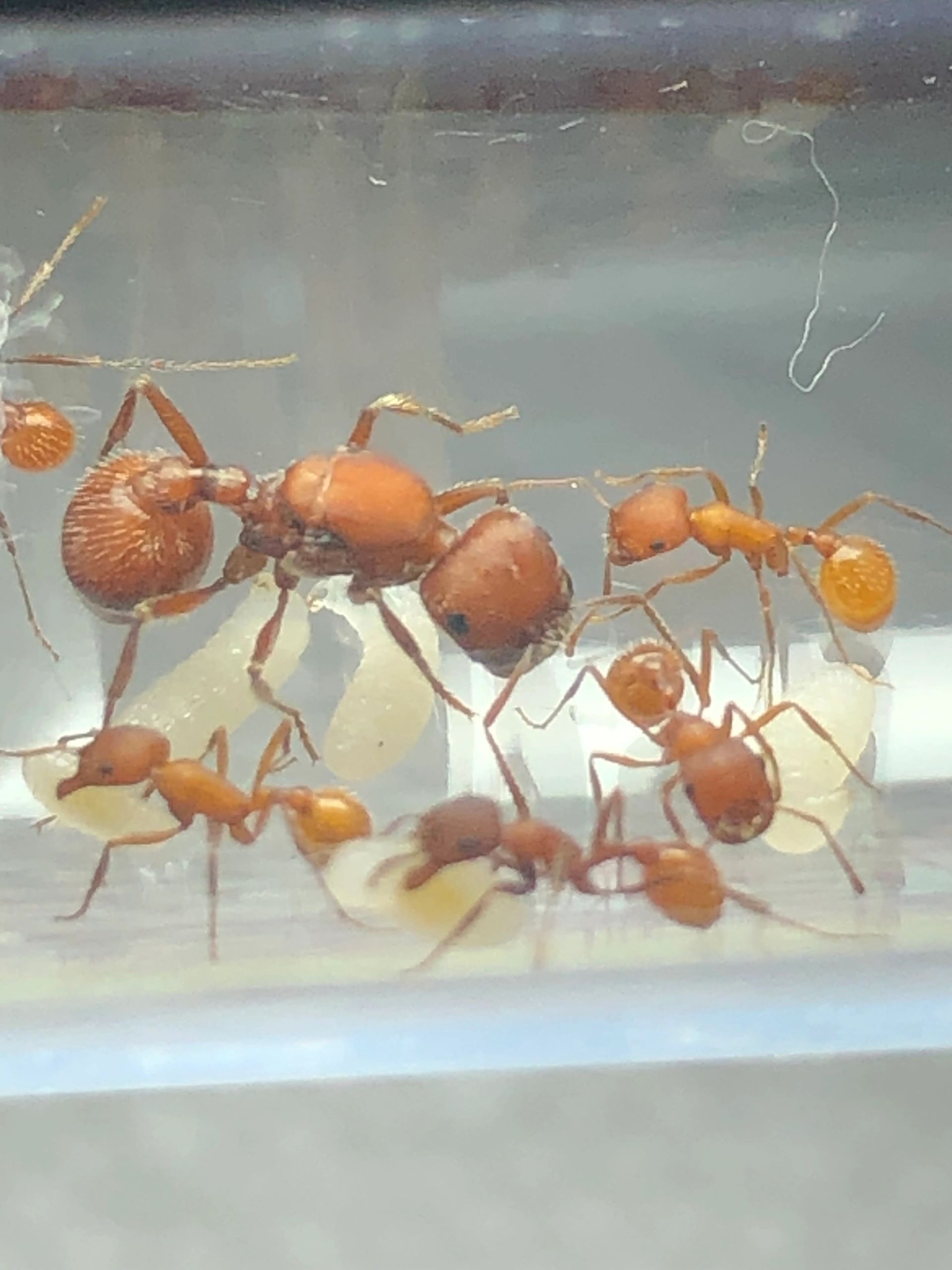 My Antics - Buy Ant Colonies, Queen Ants for Sale, Buy Queen Ants