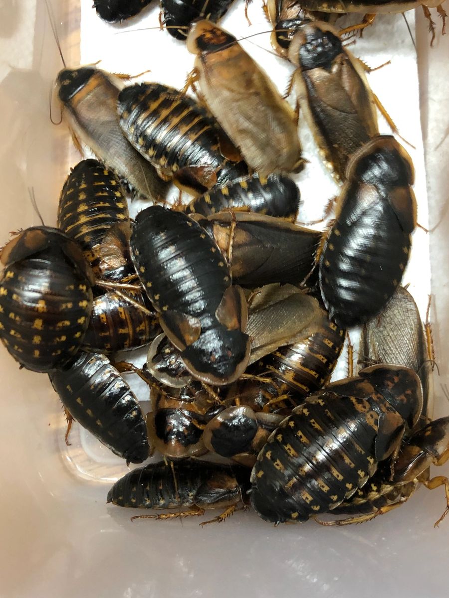 Grow Your Own Feederss! Feeder Starter Kit *Adult Males & Pregnant Females*