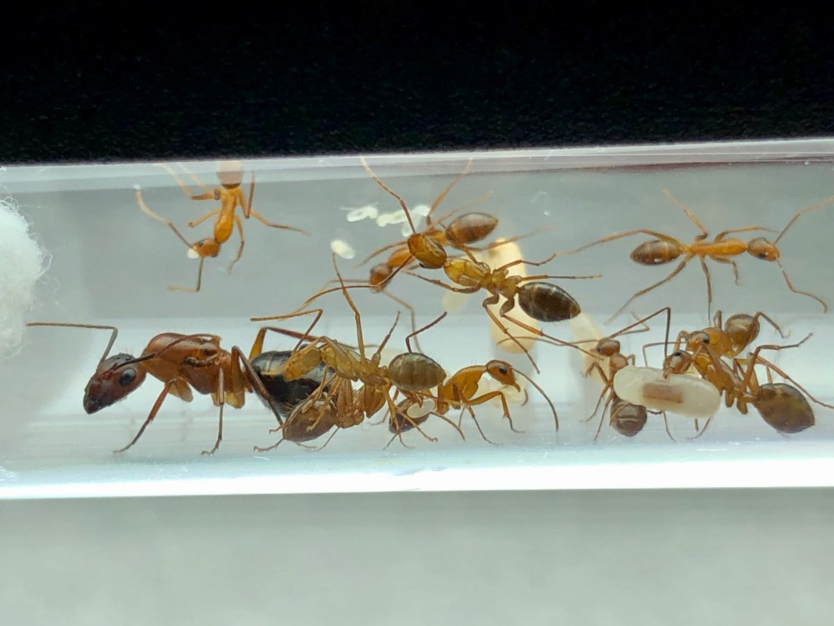 Large Species Orange/Yellow Carpenter Ant Colony 10-20 workers READY FOR MY ANTICS STARTER KIT