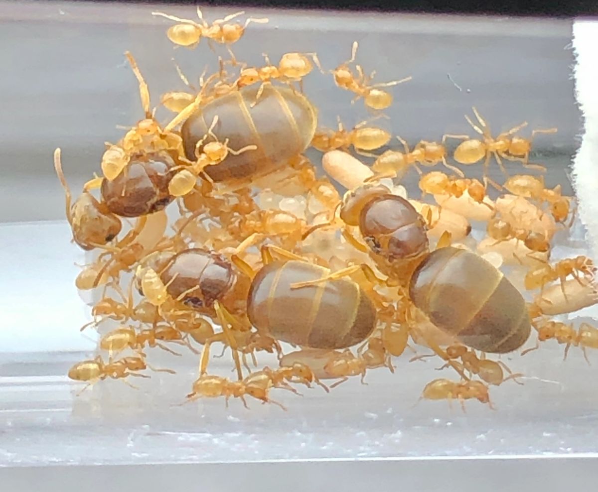 Young Triple Yellow Queens Ant Colony 30-50 workers