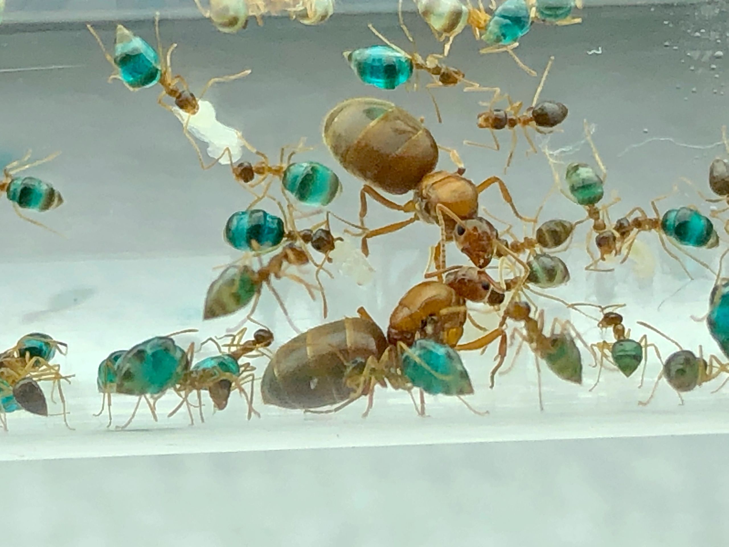 My Antics - Buy Ant Colonies, Queen Ants for Sale, Buy Queen Ants