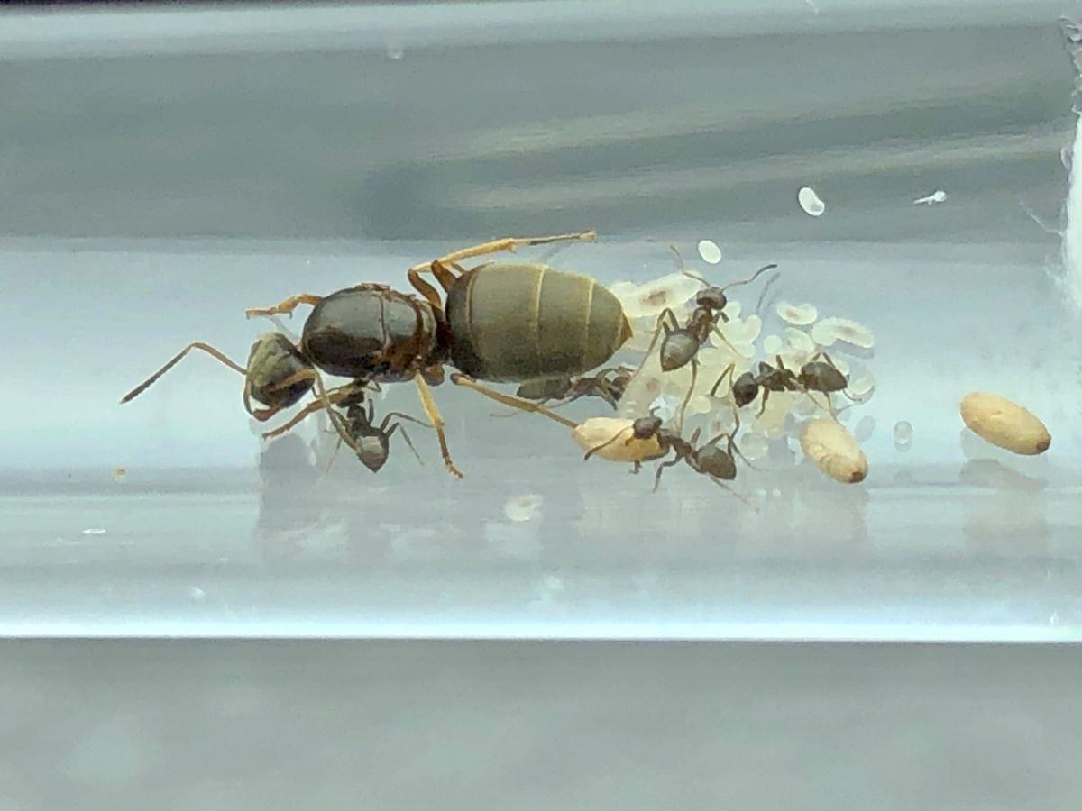 Queen Ant Ant Colony Young Lasius Neoniger Starter Colony first 1-5 workers