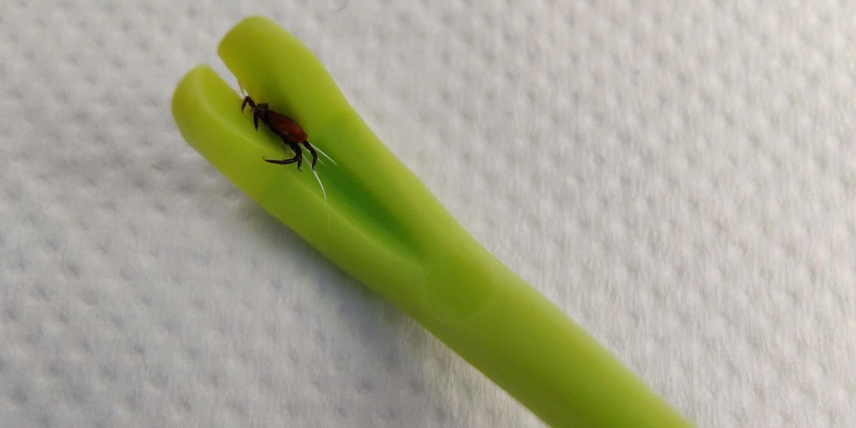 Find a tick | Sweet Lucille