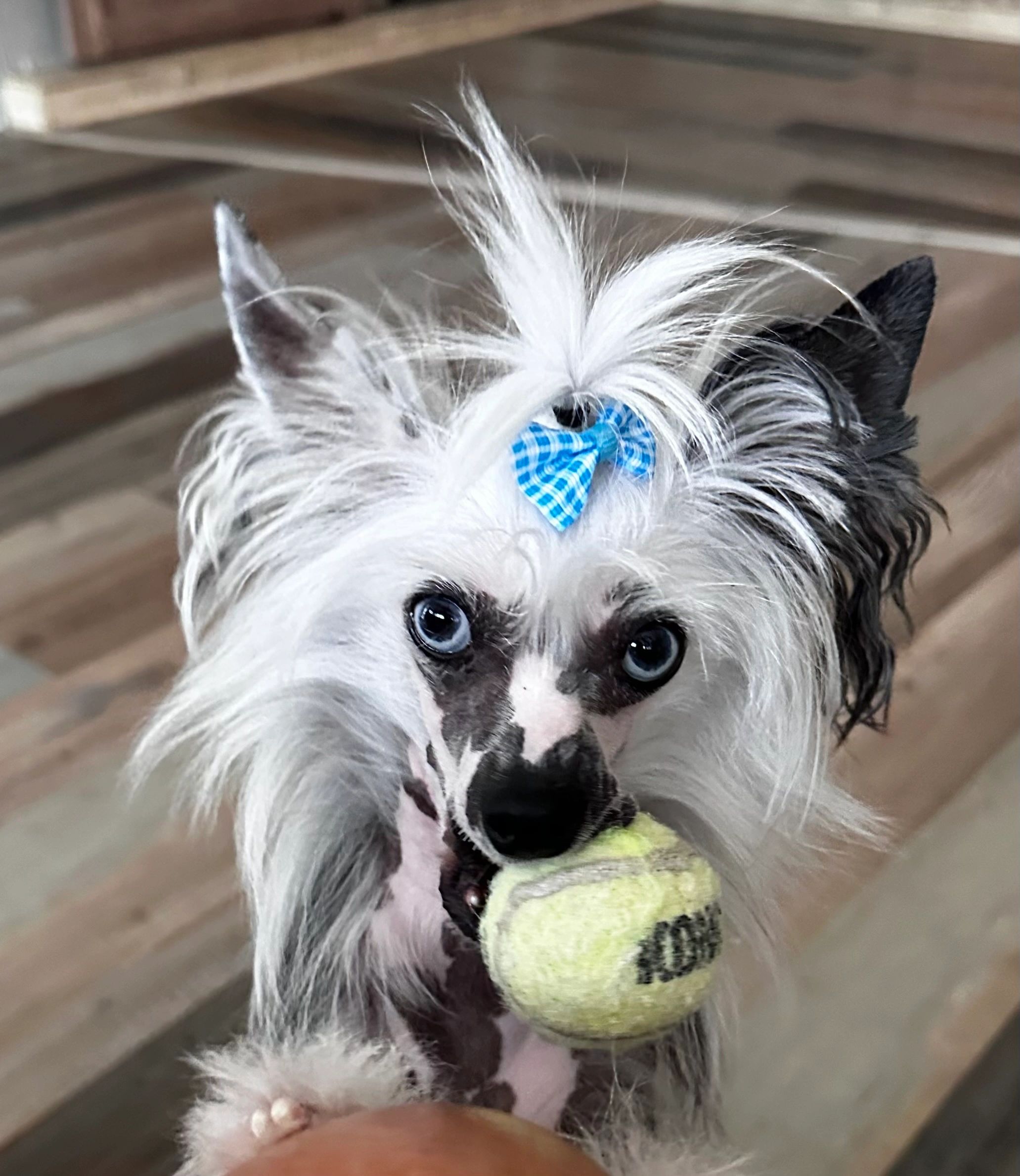 Chinese Checkers Chinese Cresteds - Puppies, Chinese Crested, Breeder