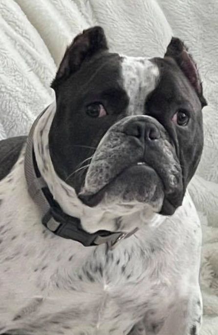 Exotic Bullies Of Crown Town