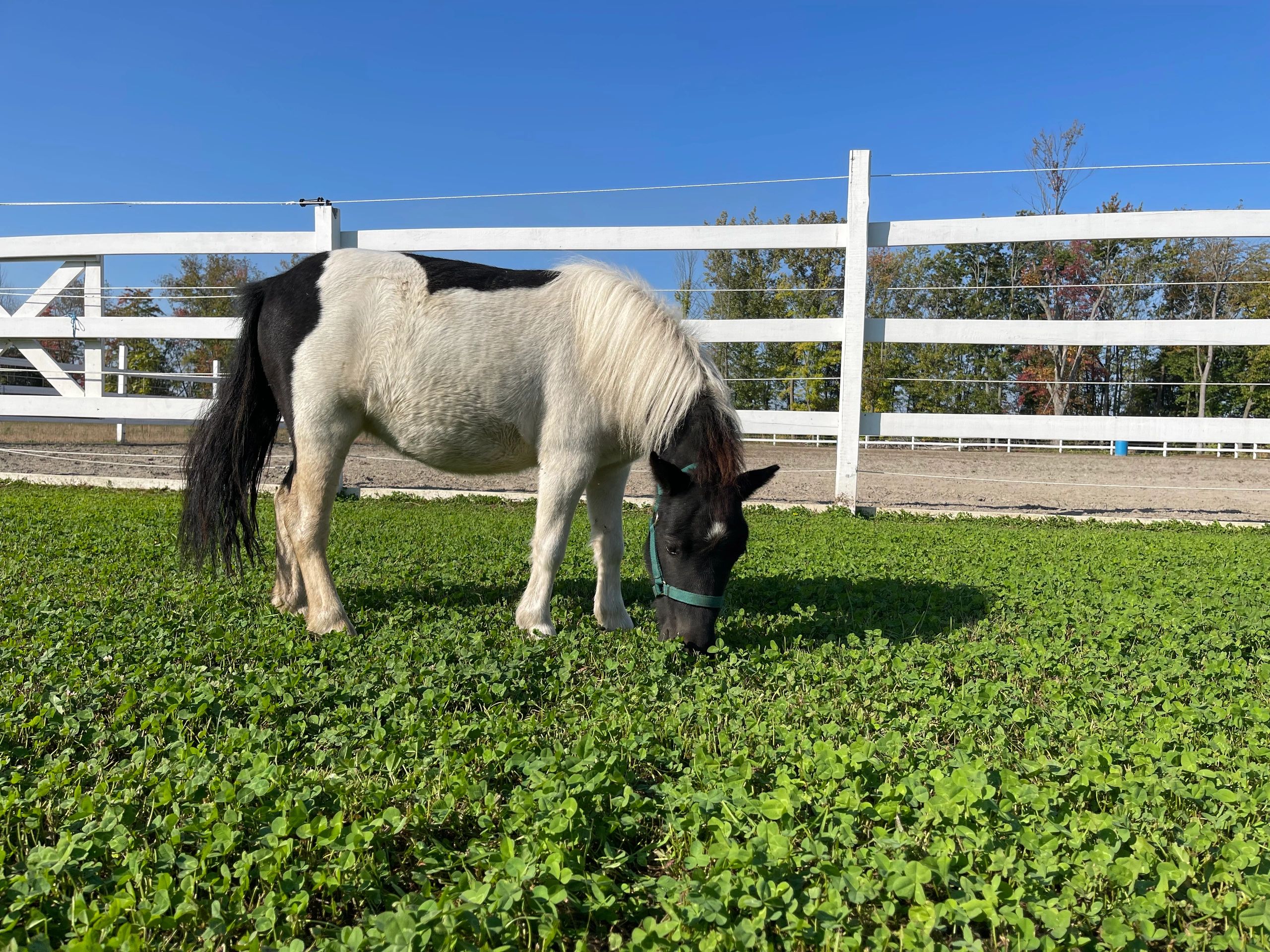 Ranch Mini Cheval - Horse, Ranch