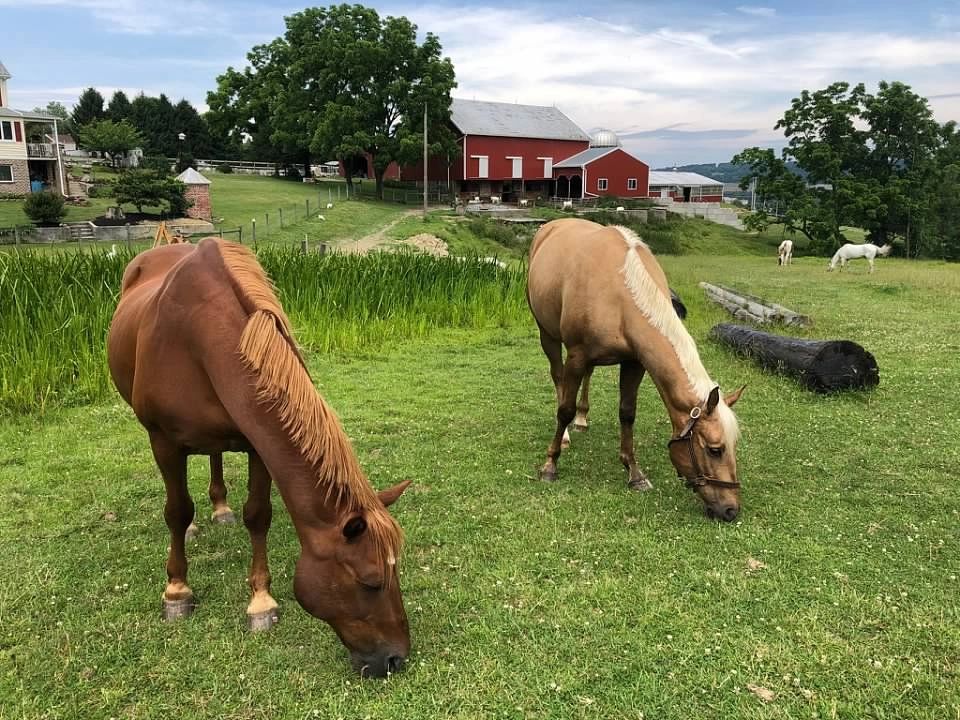 Hope Adventures - Mental Health Therapy, Farm Therapy