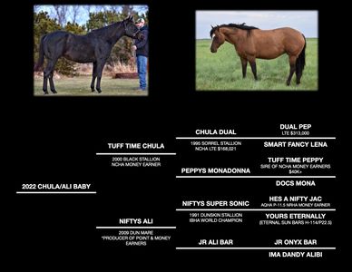 2023 Foals