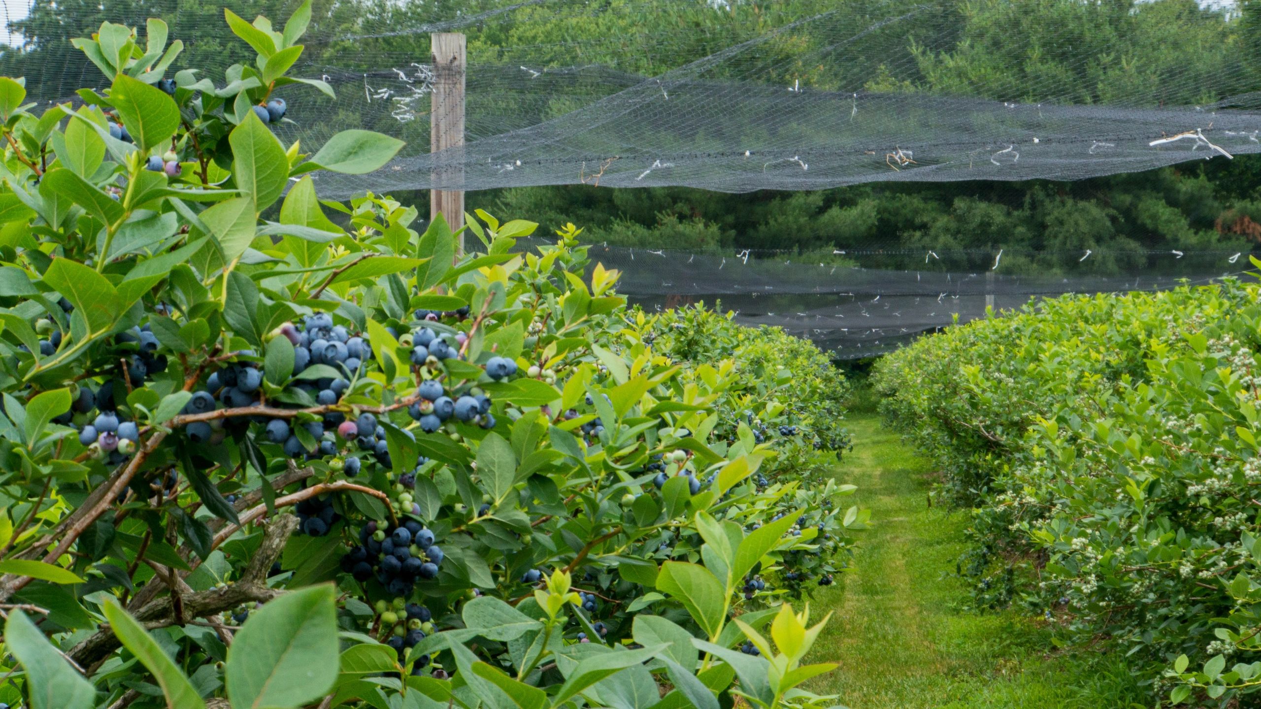 Durocher Blueberry Farm - "Pick-Your-Own", "Blueberries"