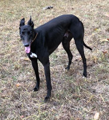 Adopt Me | Greyhound Angels Adoption