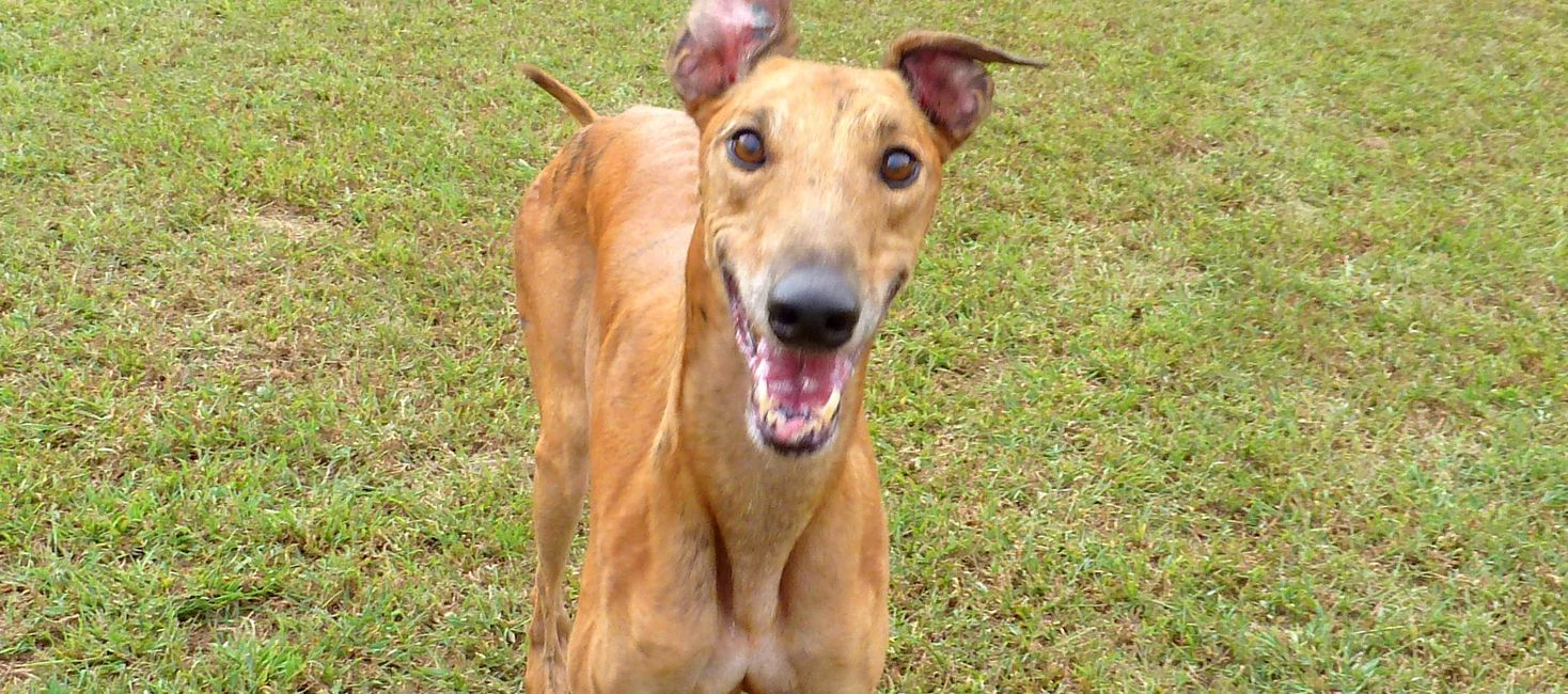 Adoption Process | Greyhound Angels Adoption