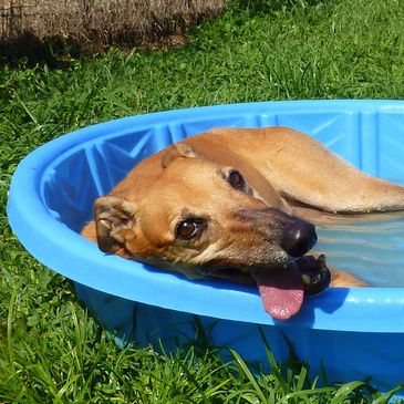 Greyhound Angels Adoption - Home