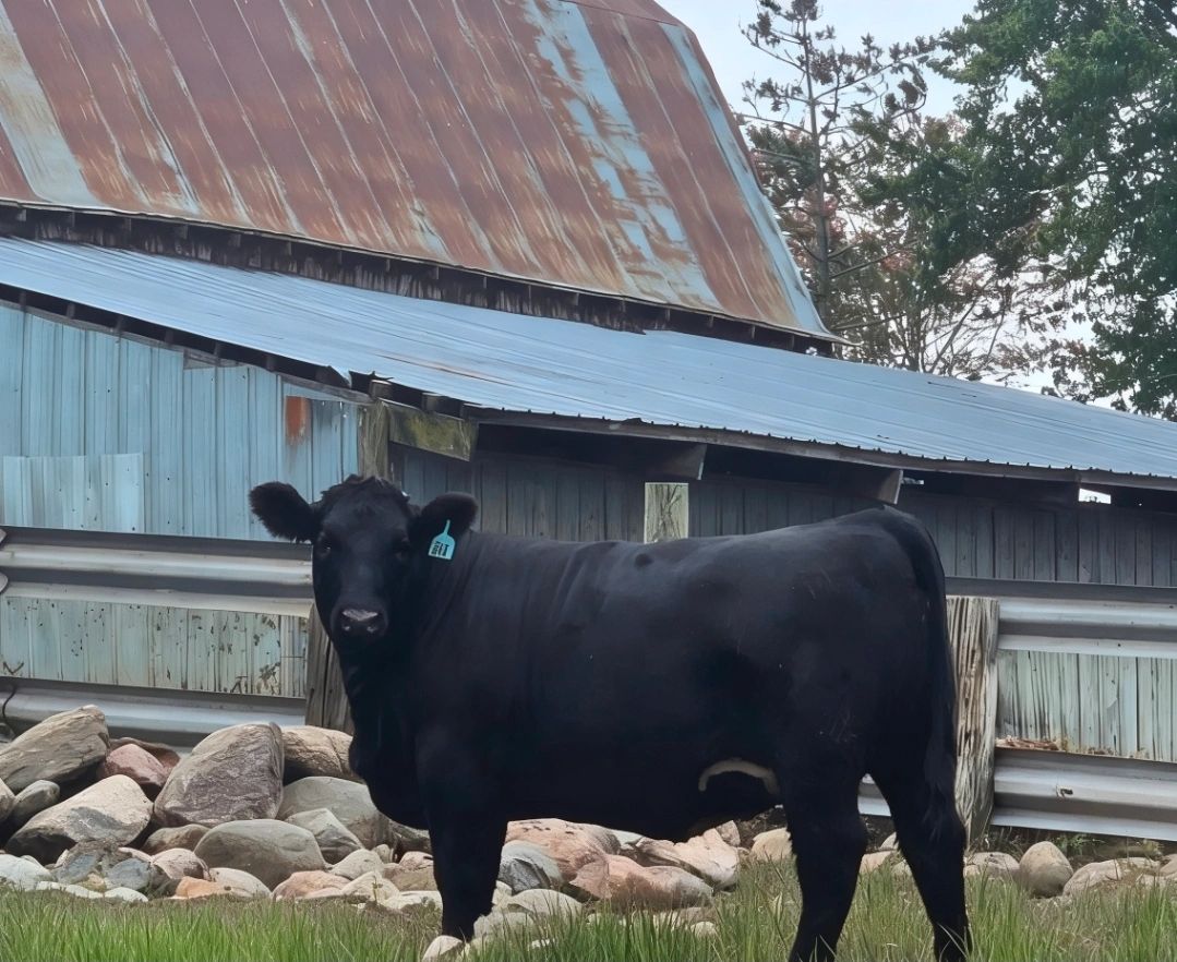 Farm Fresh Beef from Moser Farms