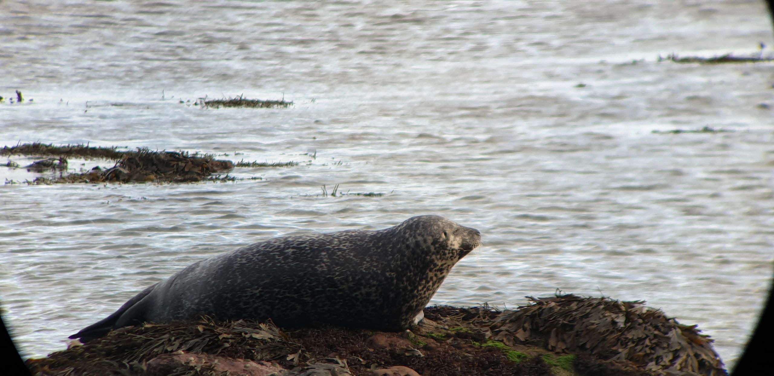 The not so common, common seals of Yorkshire by YSG Director Matt