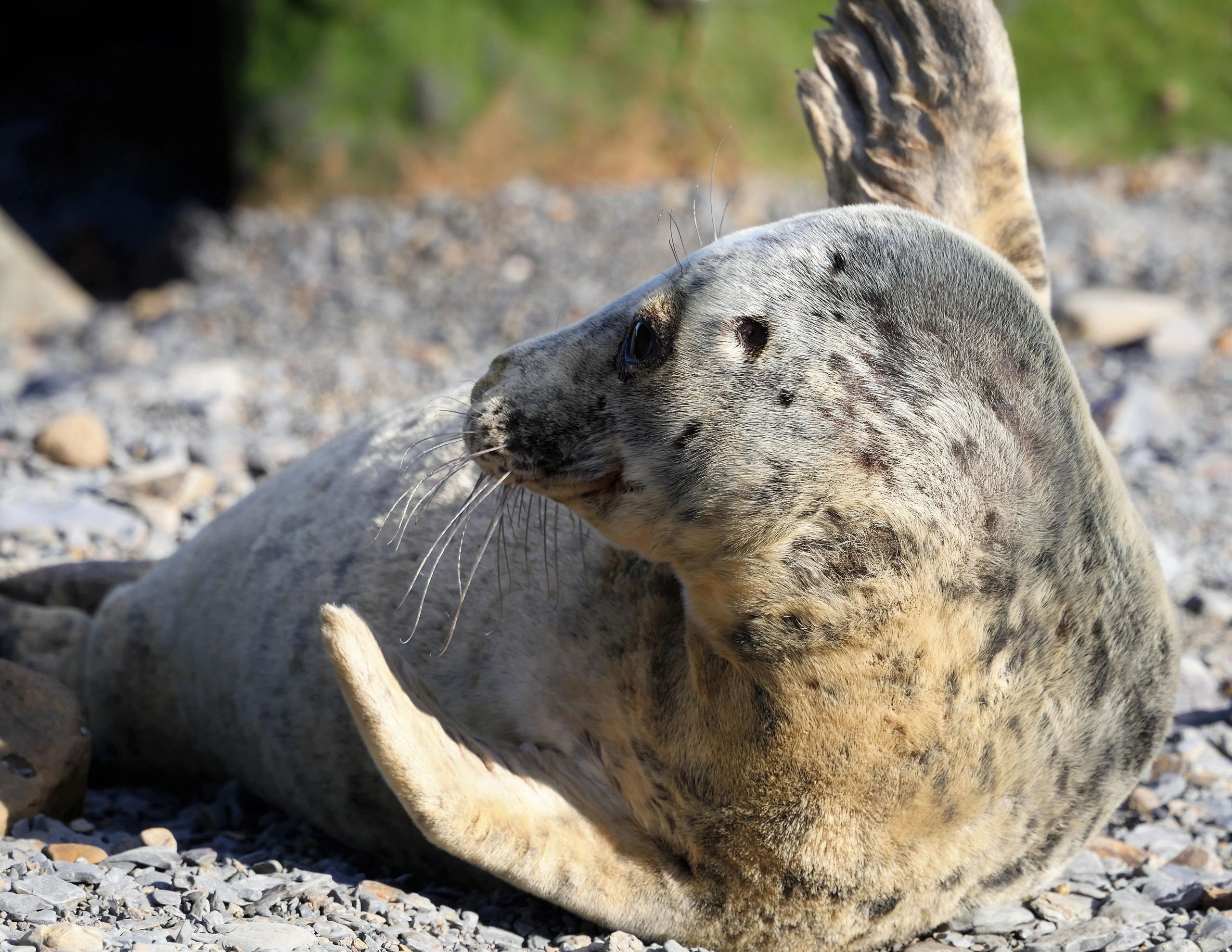 Yorkshire Seal Group - Seals, Yorkshire