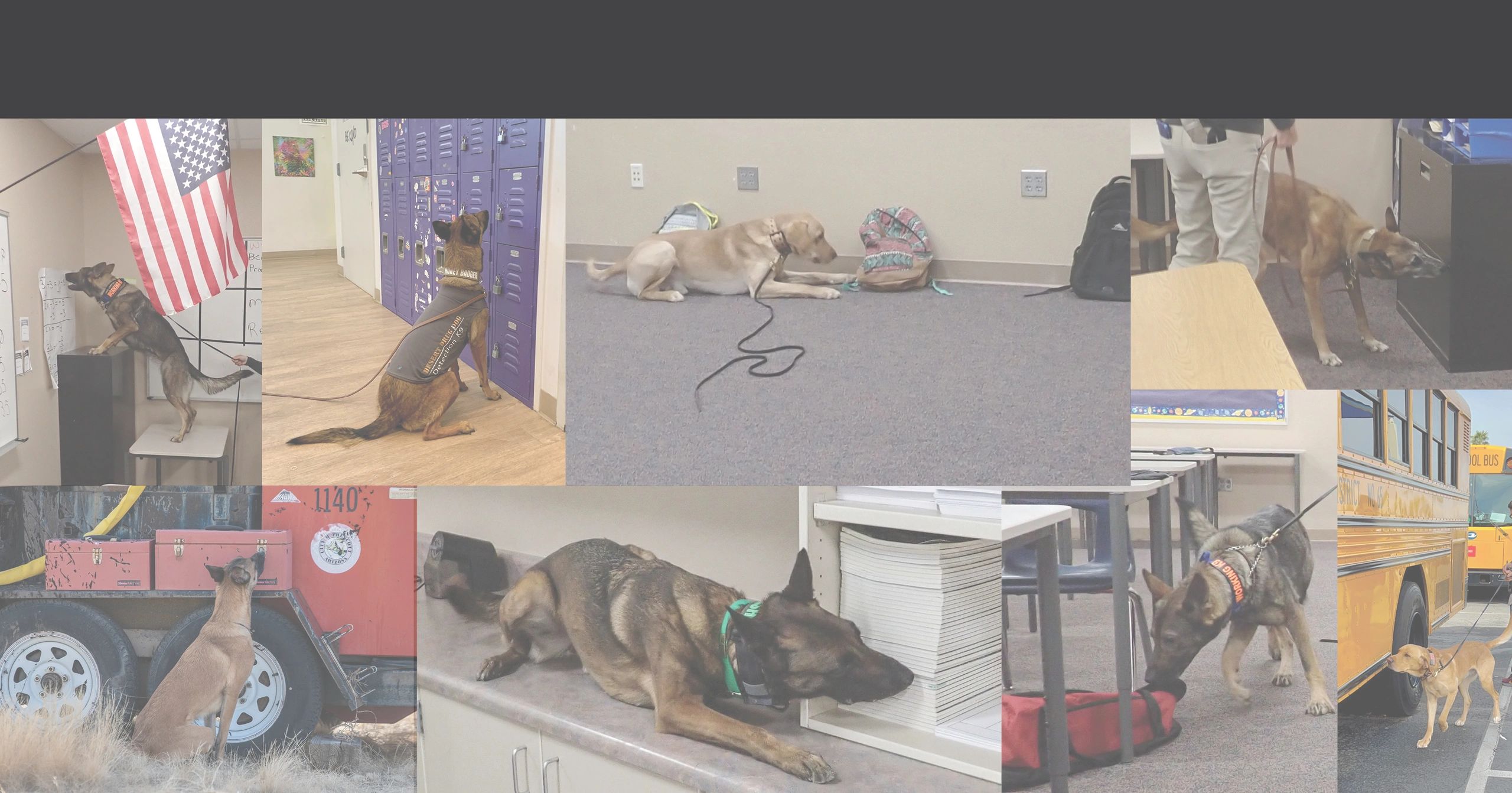 Drug Dogs - DesertDrugDog.com