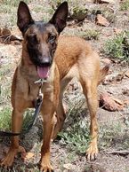 DesertDrugDog.com - Drug Dogs, Finding Drugs, Drug Addiction