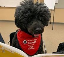 What's in it for the Dogs? On-line Therapy Dog Programming