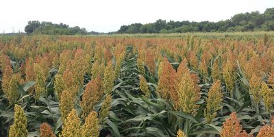 Application Programs | Royal-Grow