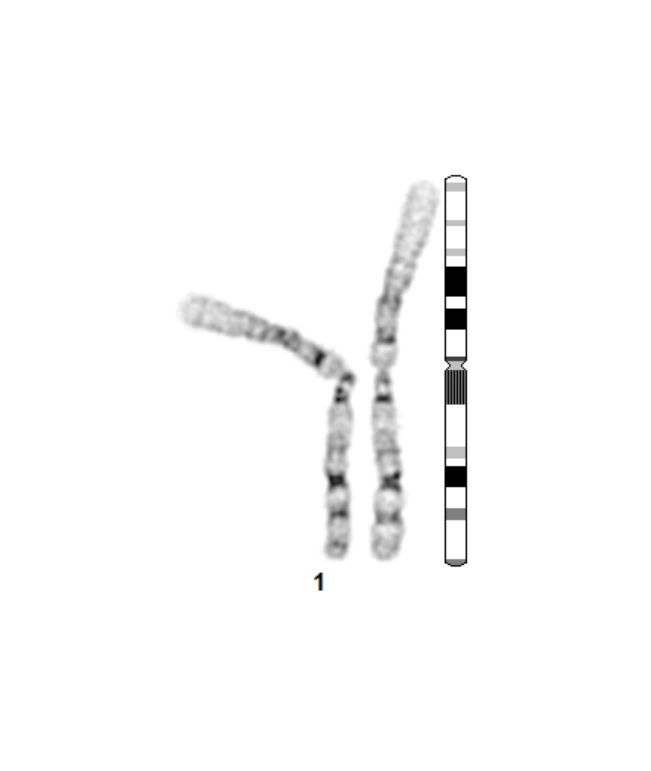 Introduction To Cytogenetic Nomenclature (ISCN)