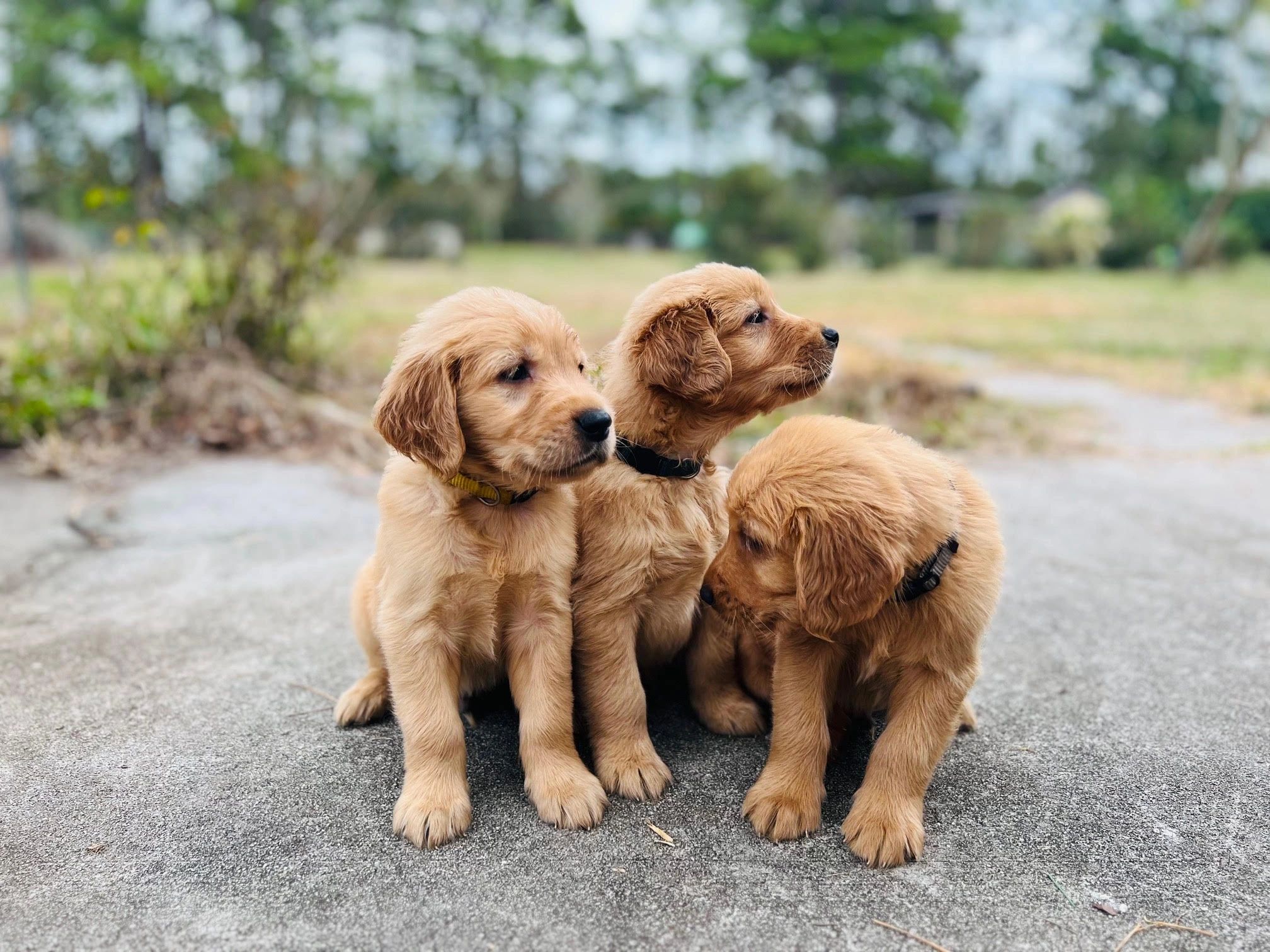 Our Goldens