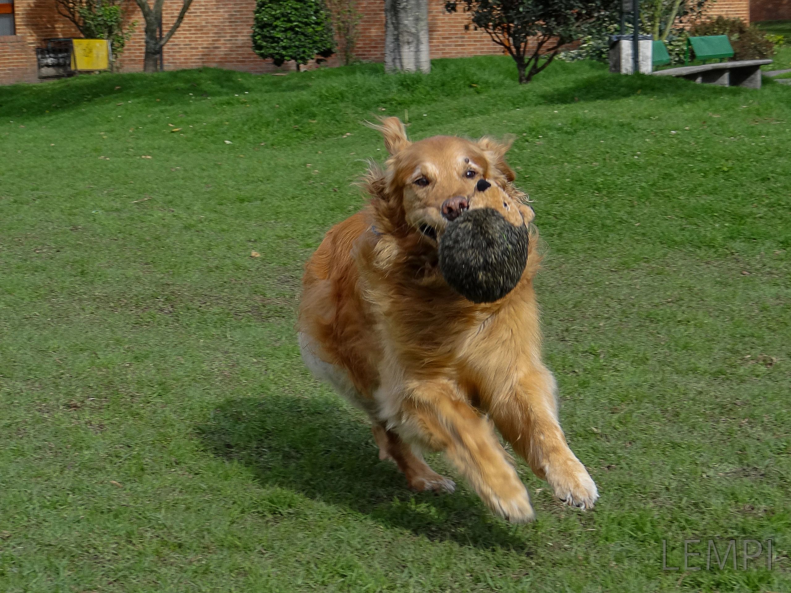 Dog Walking - The dog-ker, dog walking and pet services