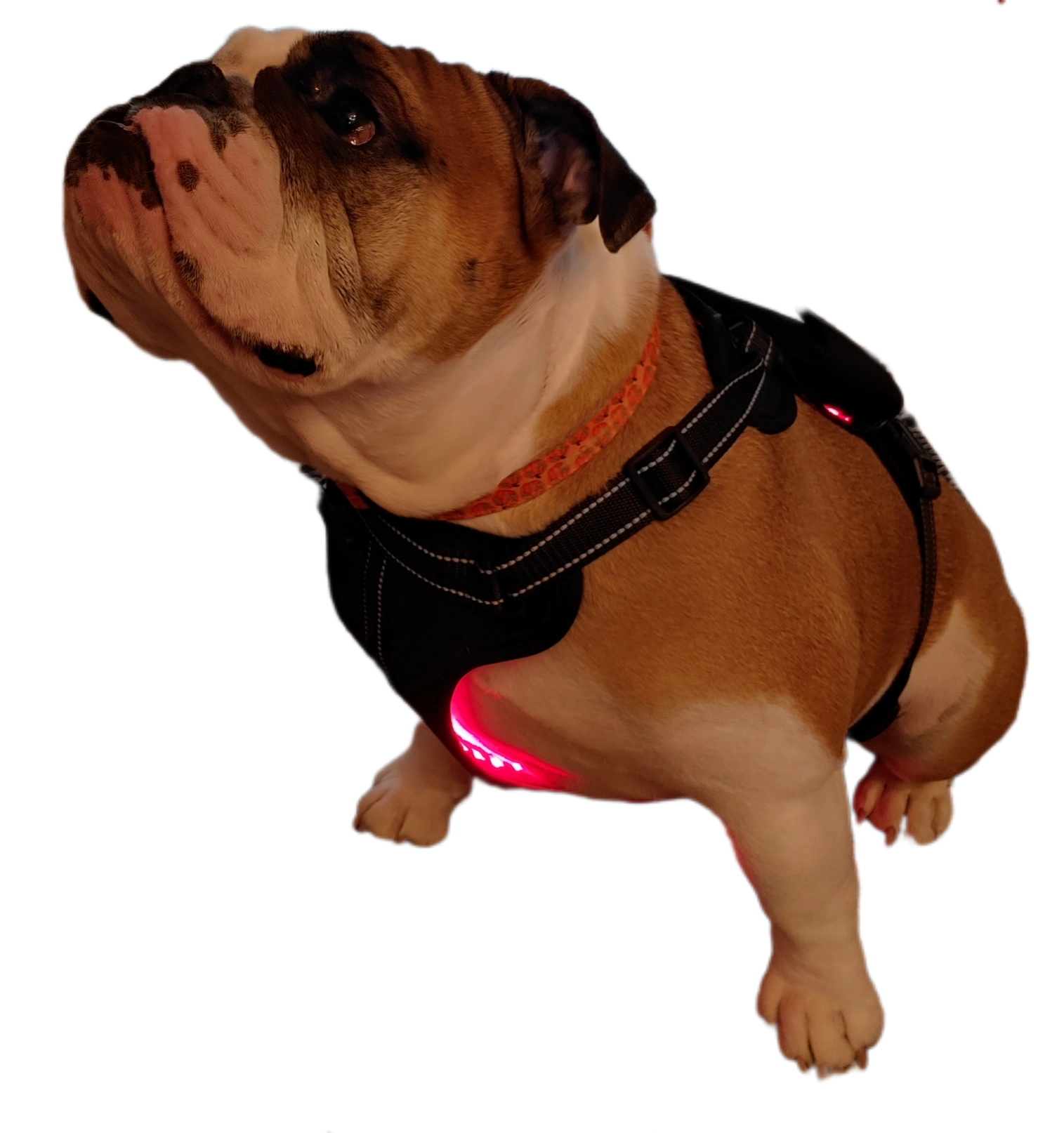 Red Light Therapy Devices for Pet Health Care
