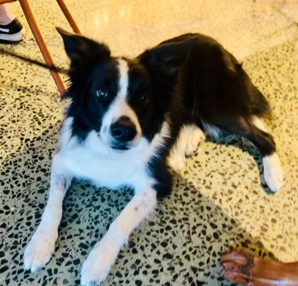 Dogs of 600 Above | 600 Above