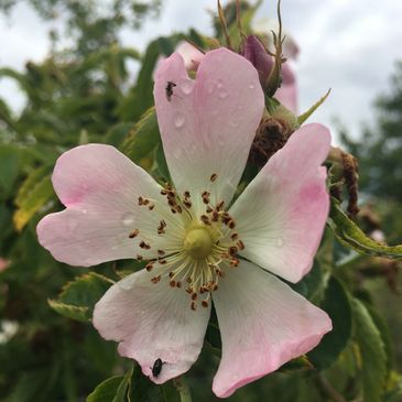 Amanda Swan Hypnotherapy