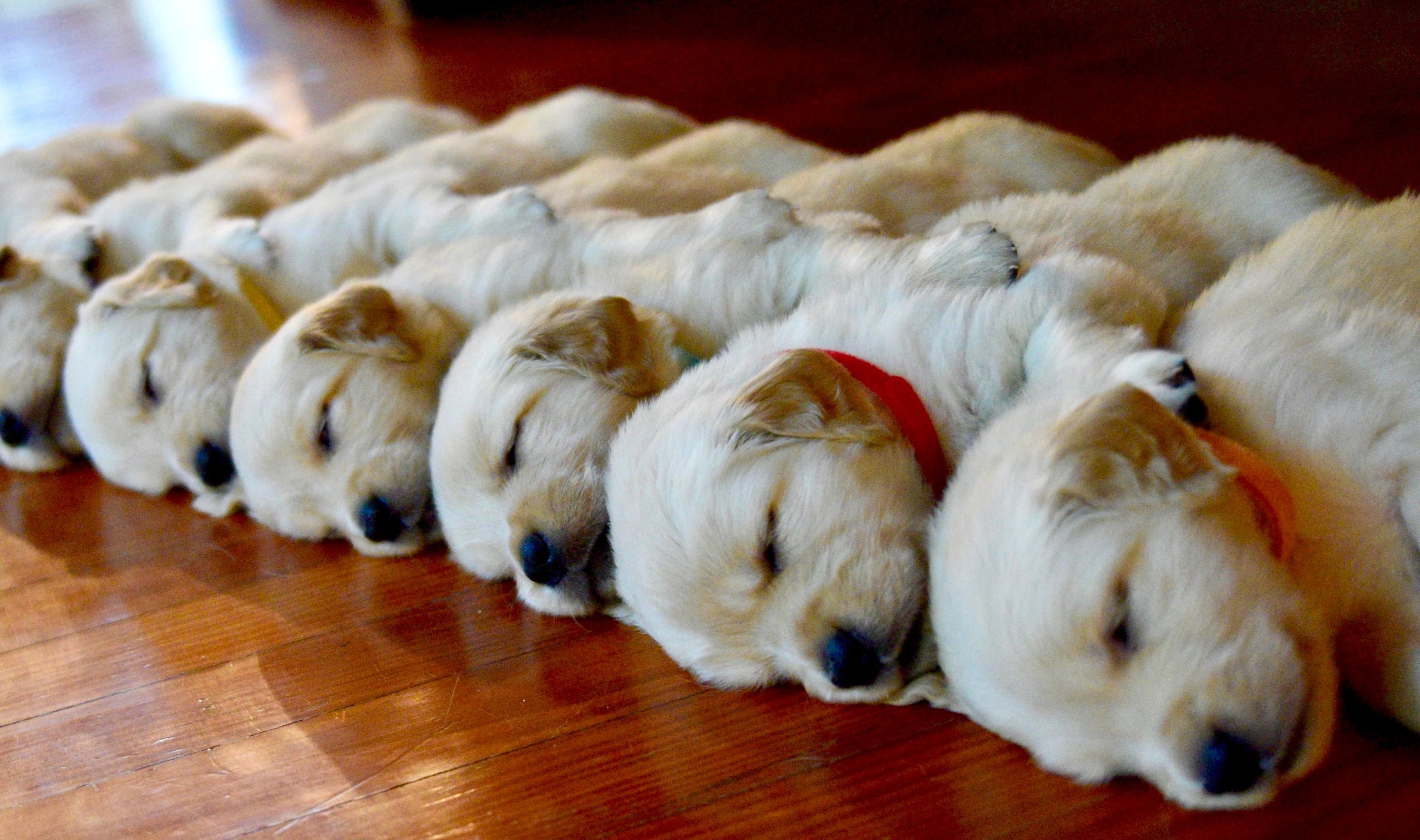 Gambel's Goldens