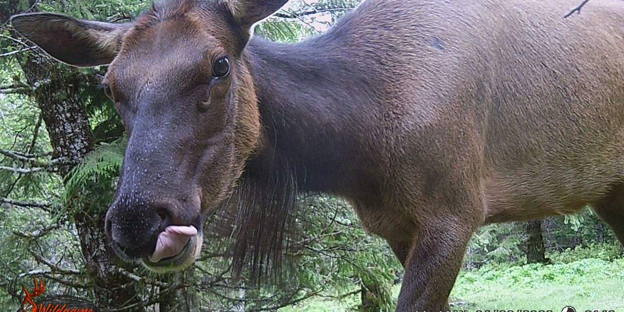 PNWC Guide Service - Roosevelt Elk, Black Bear Hunting, Guided Elk Hunts
